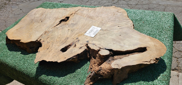 Bay Laurel Burl # 143913 – Pacific Slabs